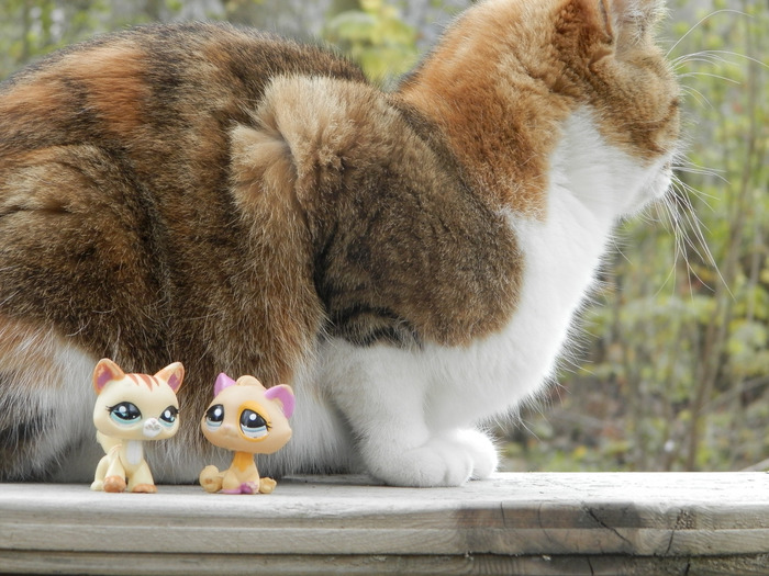 Lps-rachel